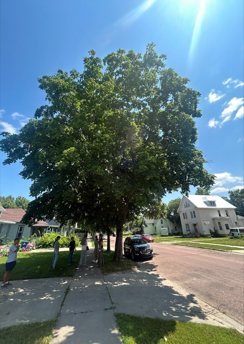 South Dakota Forestry - Big Tree Register Current Listing