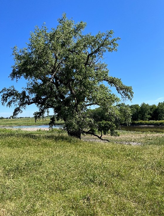 South Dakota Forestry - Big Tree Register Current Listing
