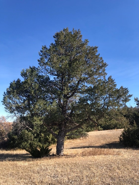 South Dakota Forestry - Big Tree Register Current Listing