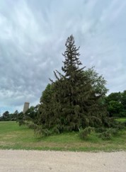 South Dakota Forestry - Big Tree Register Current Listing